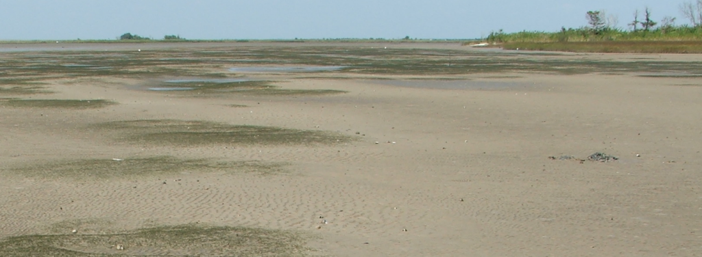 Modern Clastics of the Texas Gulf Coast – Applied Stratigraphix