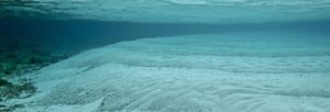 How To Describe and Interpret Carbonate Thin-Sections – Applied ...