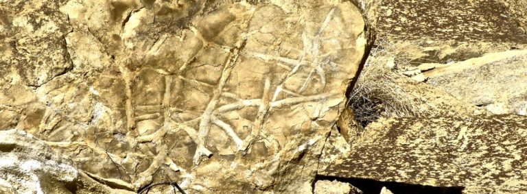 Ichnology – Applied Stratigraphix